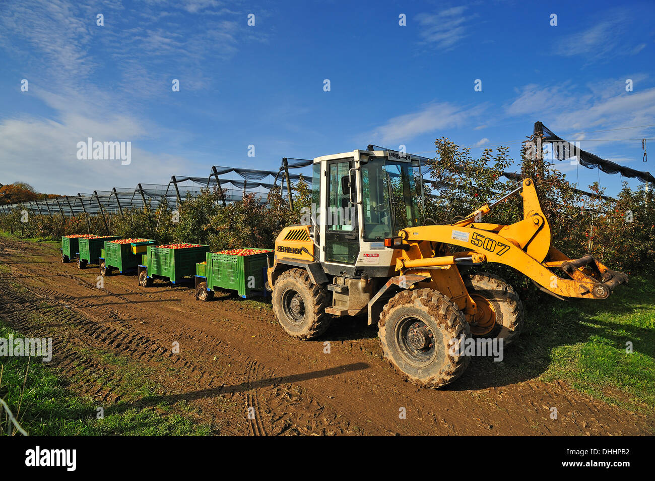 Apple harvest at an orchard, tractor with crates full of apples (Malus ...