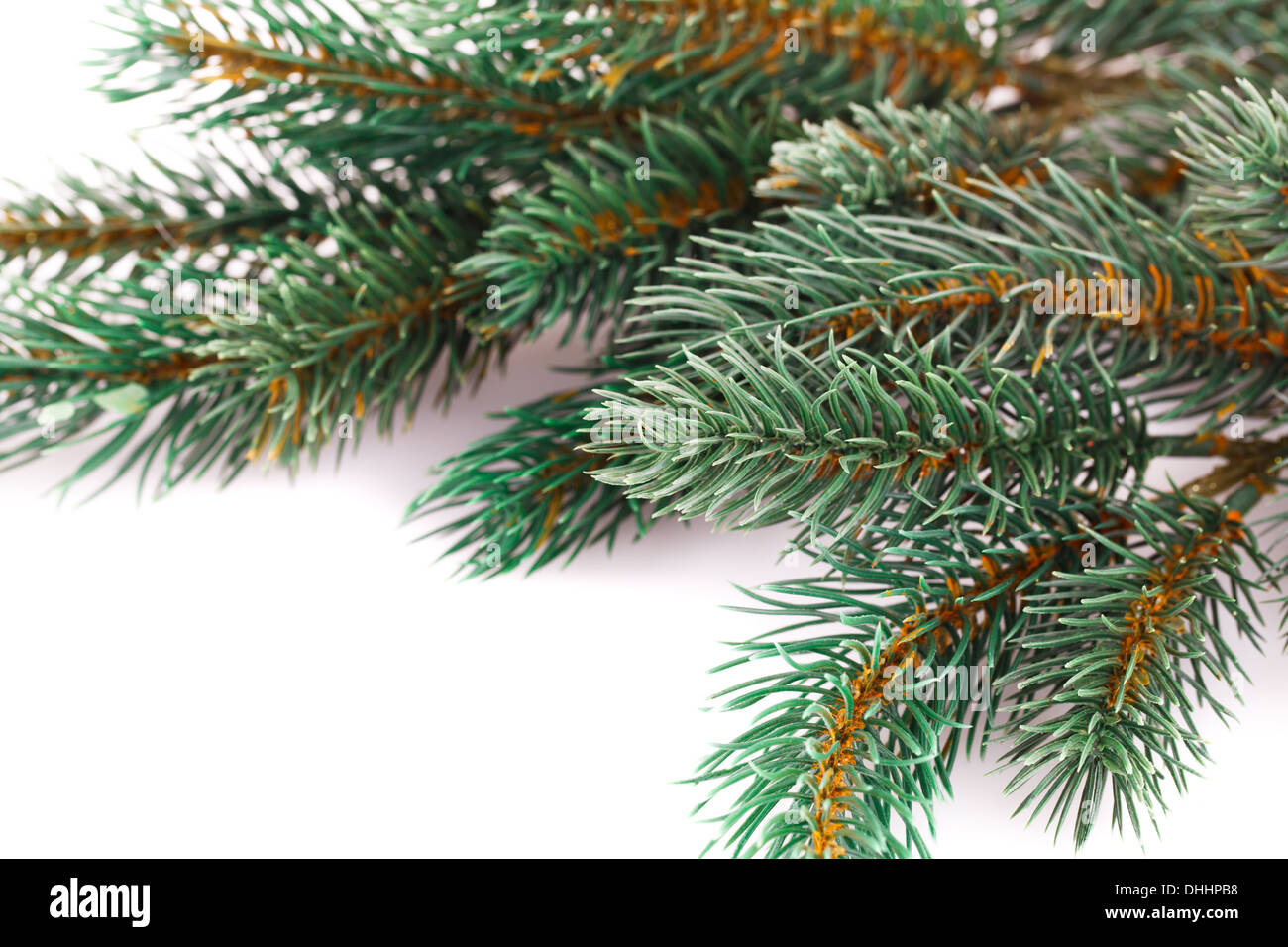Christmas tree branch isolated on white background Stock Photo - Alamy