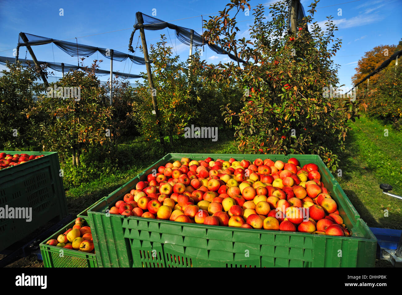Apple crates (Malus domestica), apple orchard with hail netting at back ...