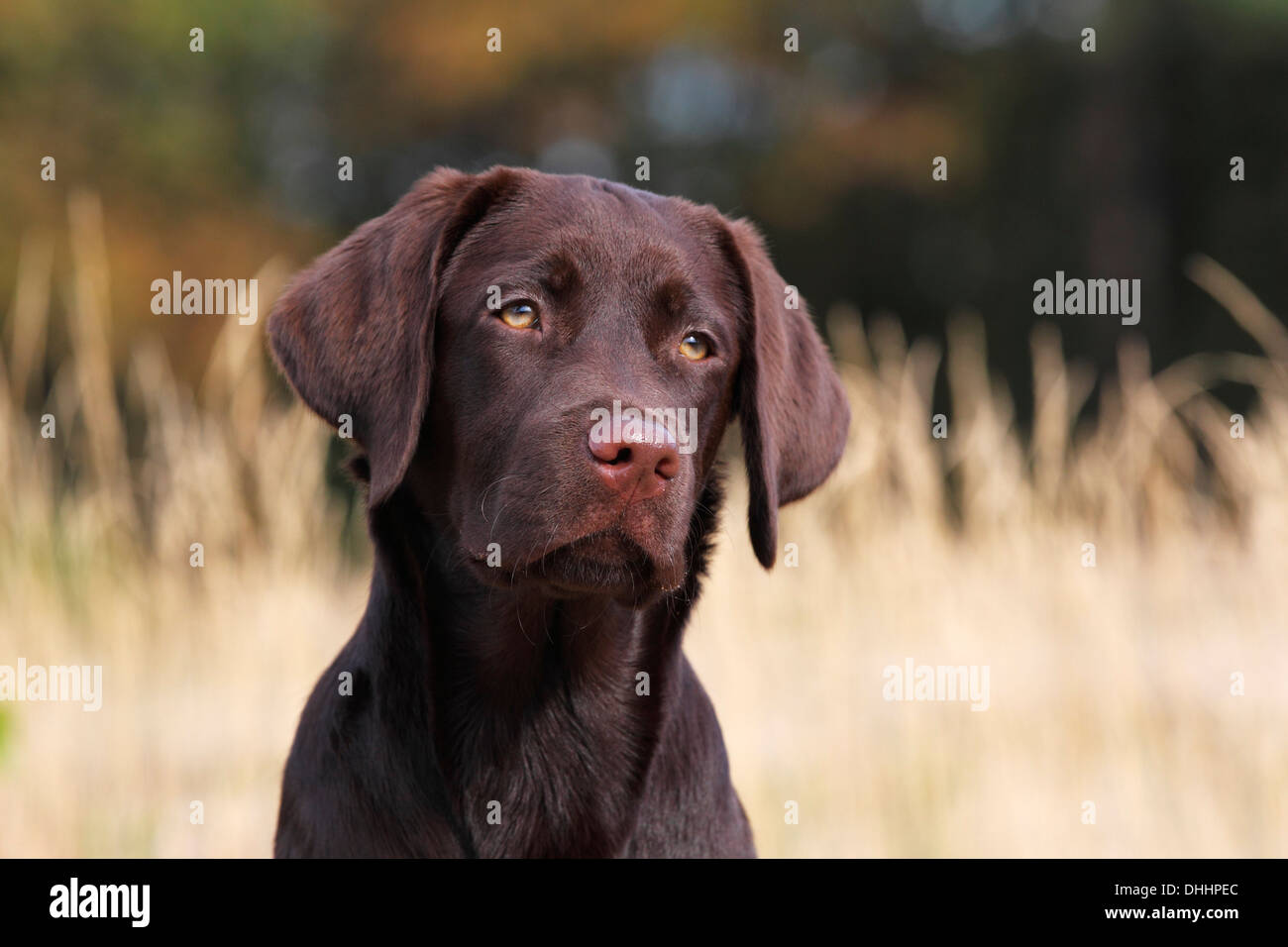 Chocolate Labrador Retriever, female, five months, Germany Stock Photo ...