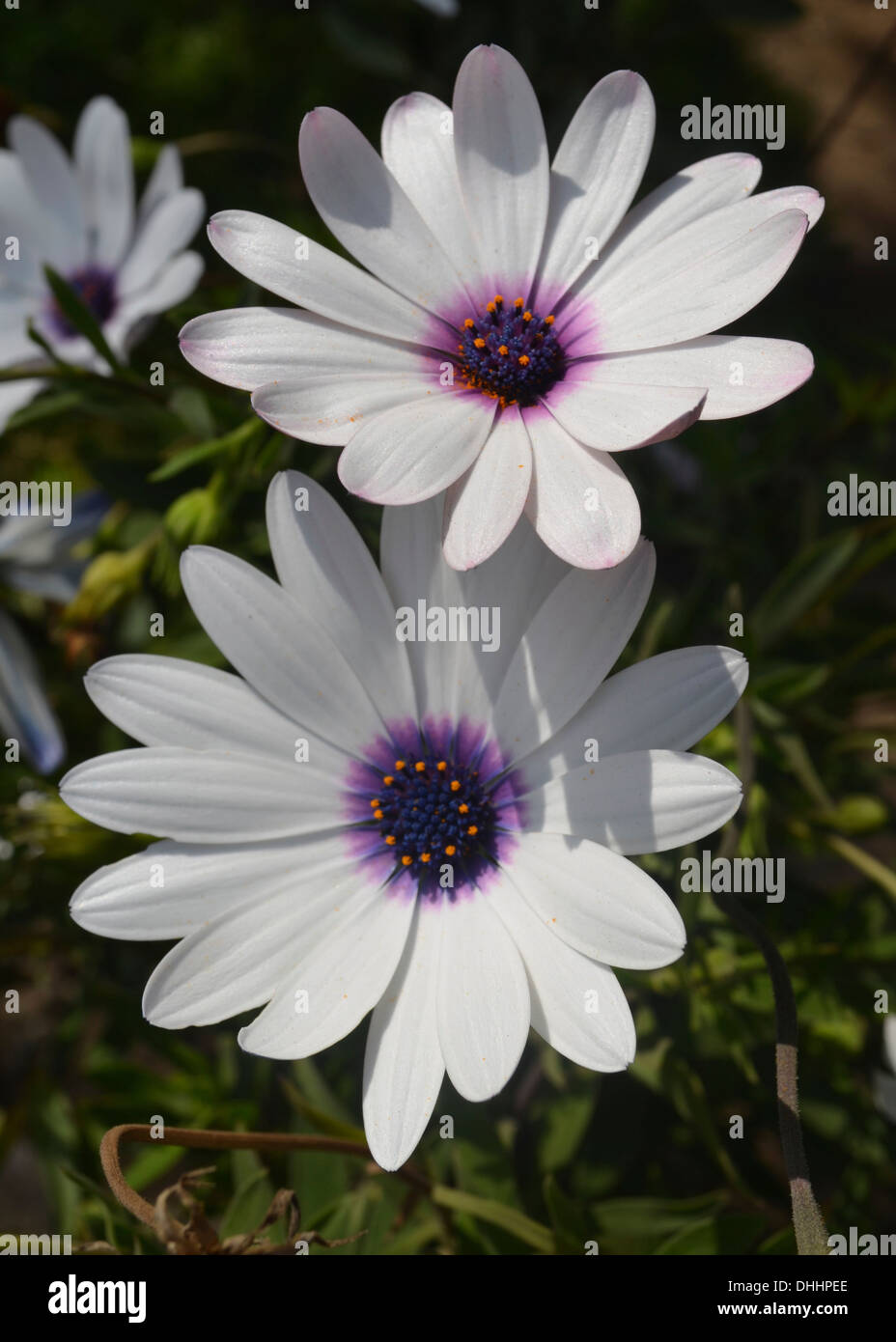 White / Purple / Lilac flowers in bloom in the Sacred Valley of the ...