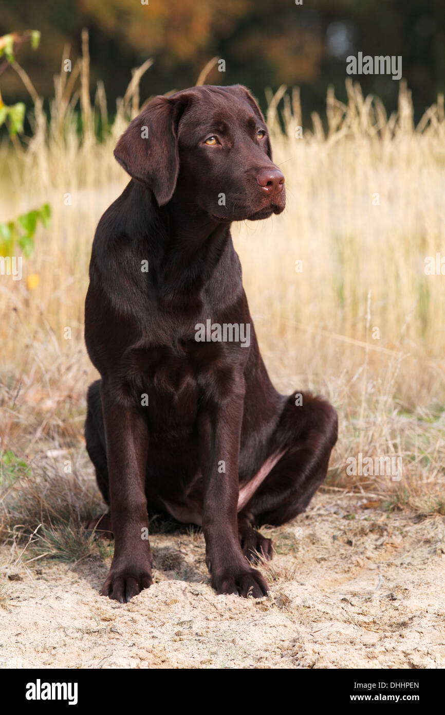 Chocolate Labrador Retriever, female, five months, Germany Stock Photo ...