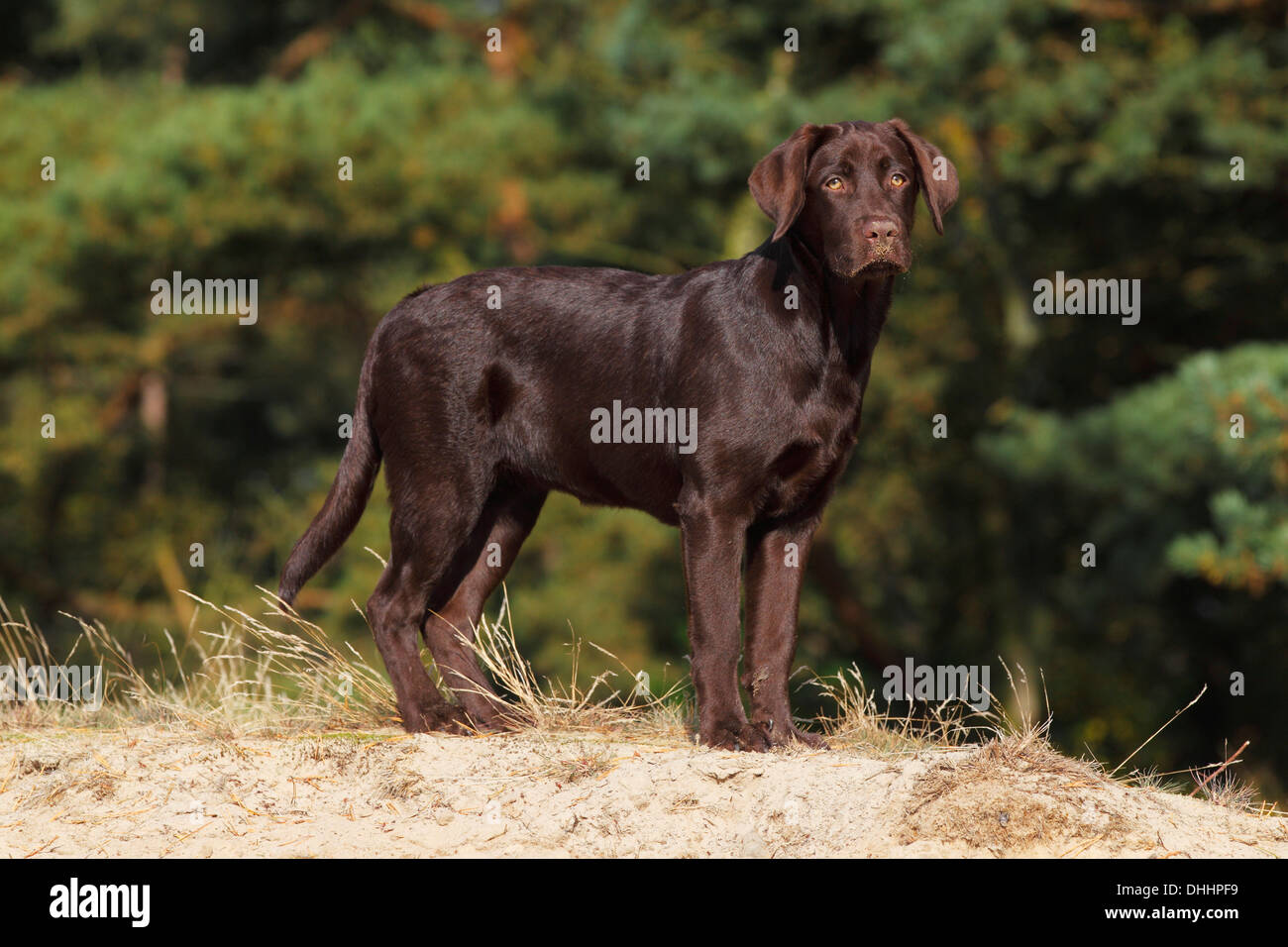 Chocolate Labrador Retriever, female, five months, Germany Stock Photo ...