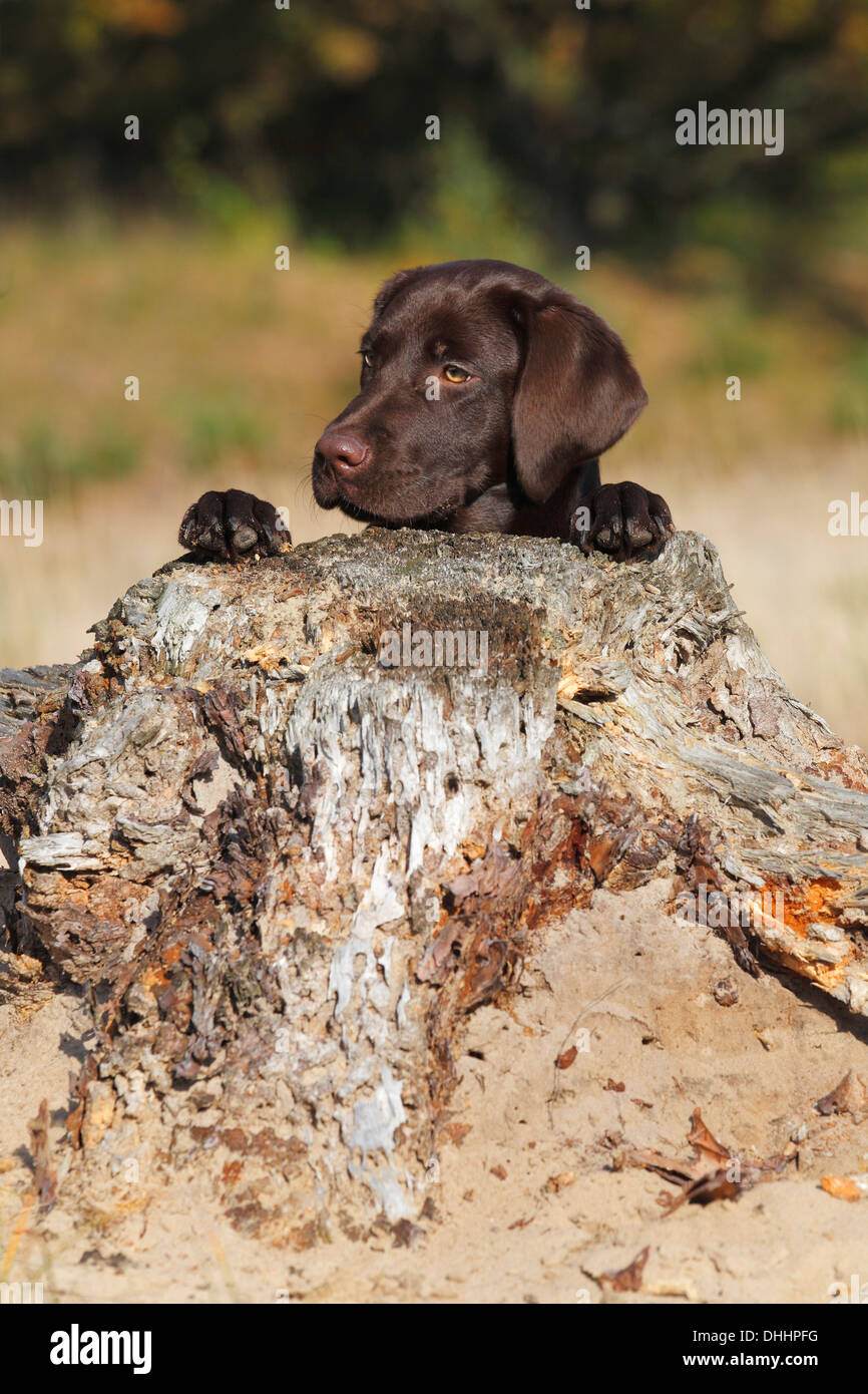 Chocolate Labrador Retriever, female, five months, hiding behind a tree ...