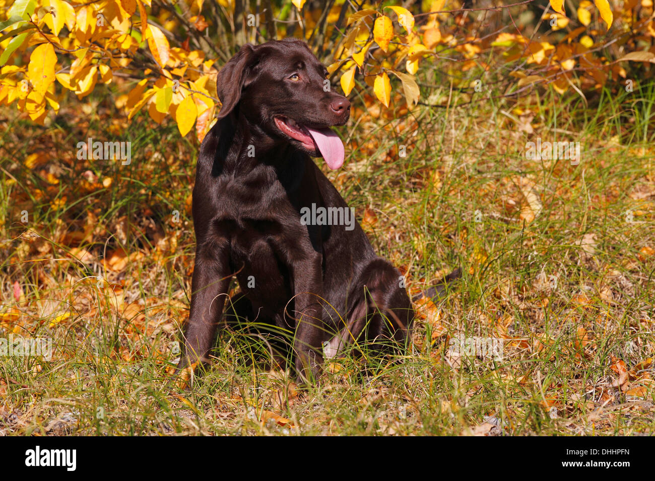 Chocolate Labrador Retriever, female, five months, Germany Stock Photo ...