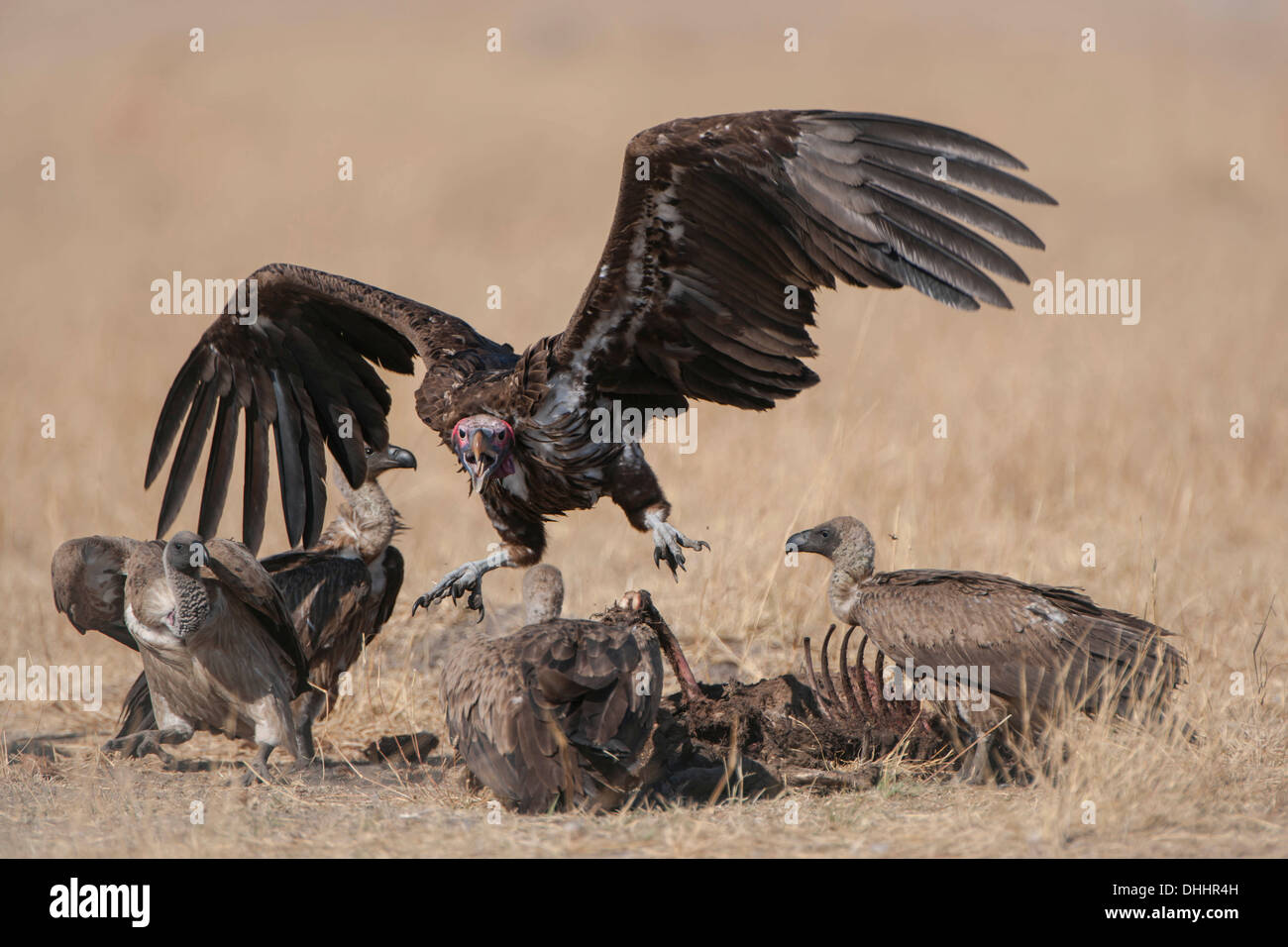 Vultures fighting dead carcass hi-res stock photography and images - Alamy