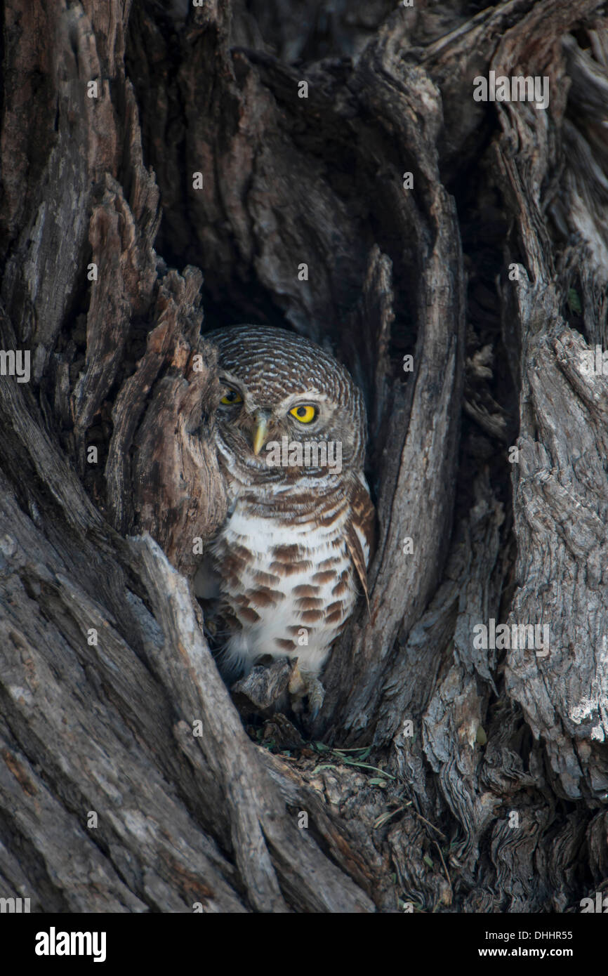 African Barred Owlet (Glaucidium capense) in its tree hole, North-West ...