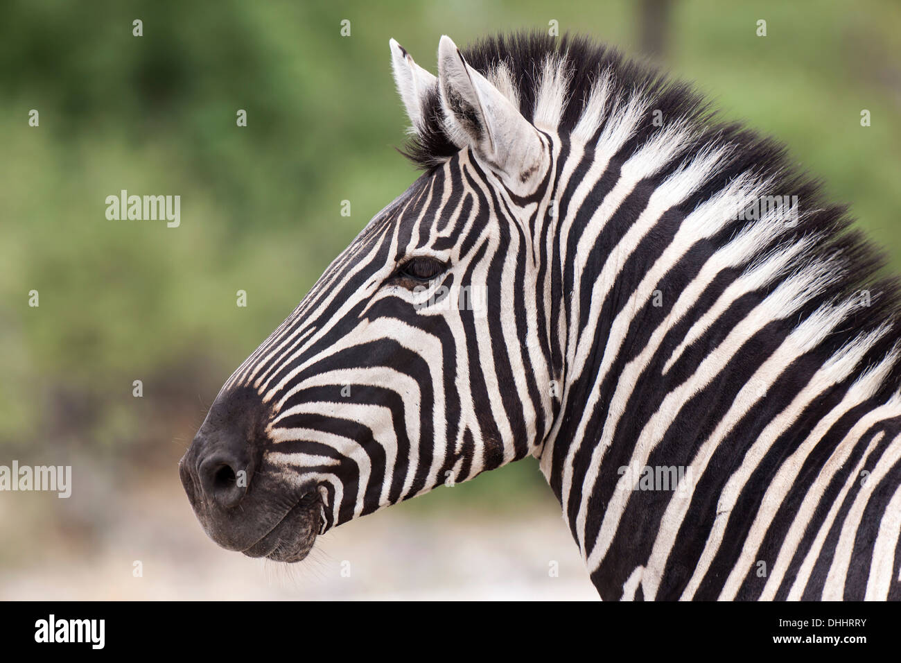 Zebra head heads hi-res stock photography and images - Alamy