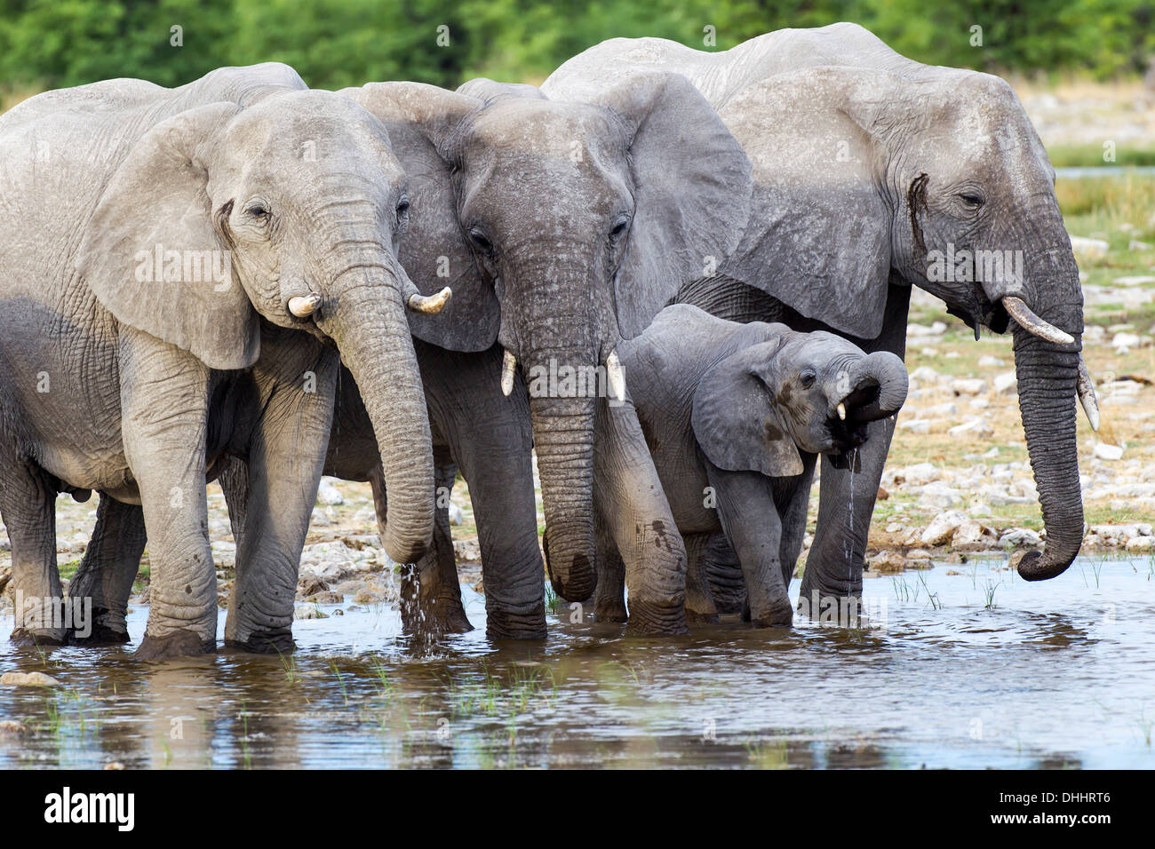 African elephants (Loxodonta africana), herd drinking at a waterhole, Etosha-Nationalpark ...