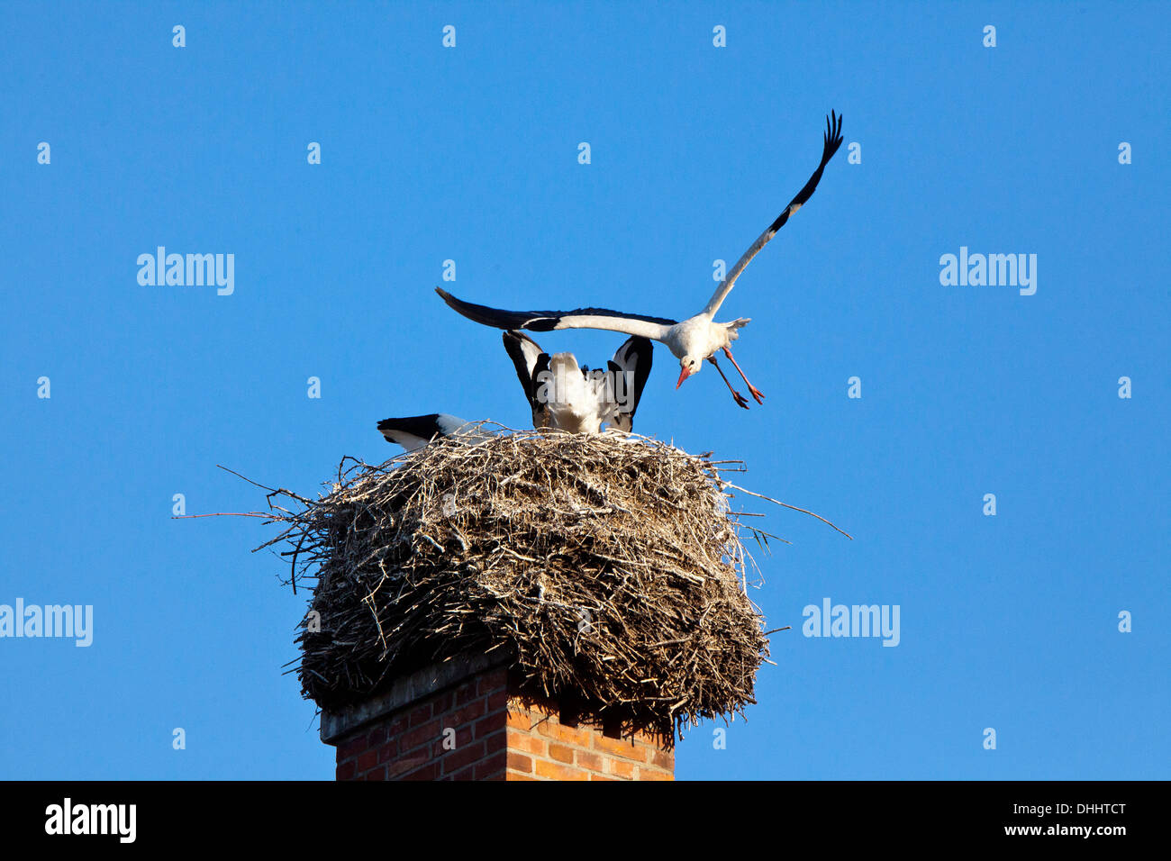 Family Stork High Resolution Stock Photography and Images - Alamy