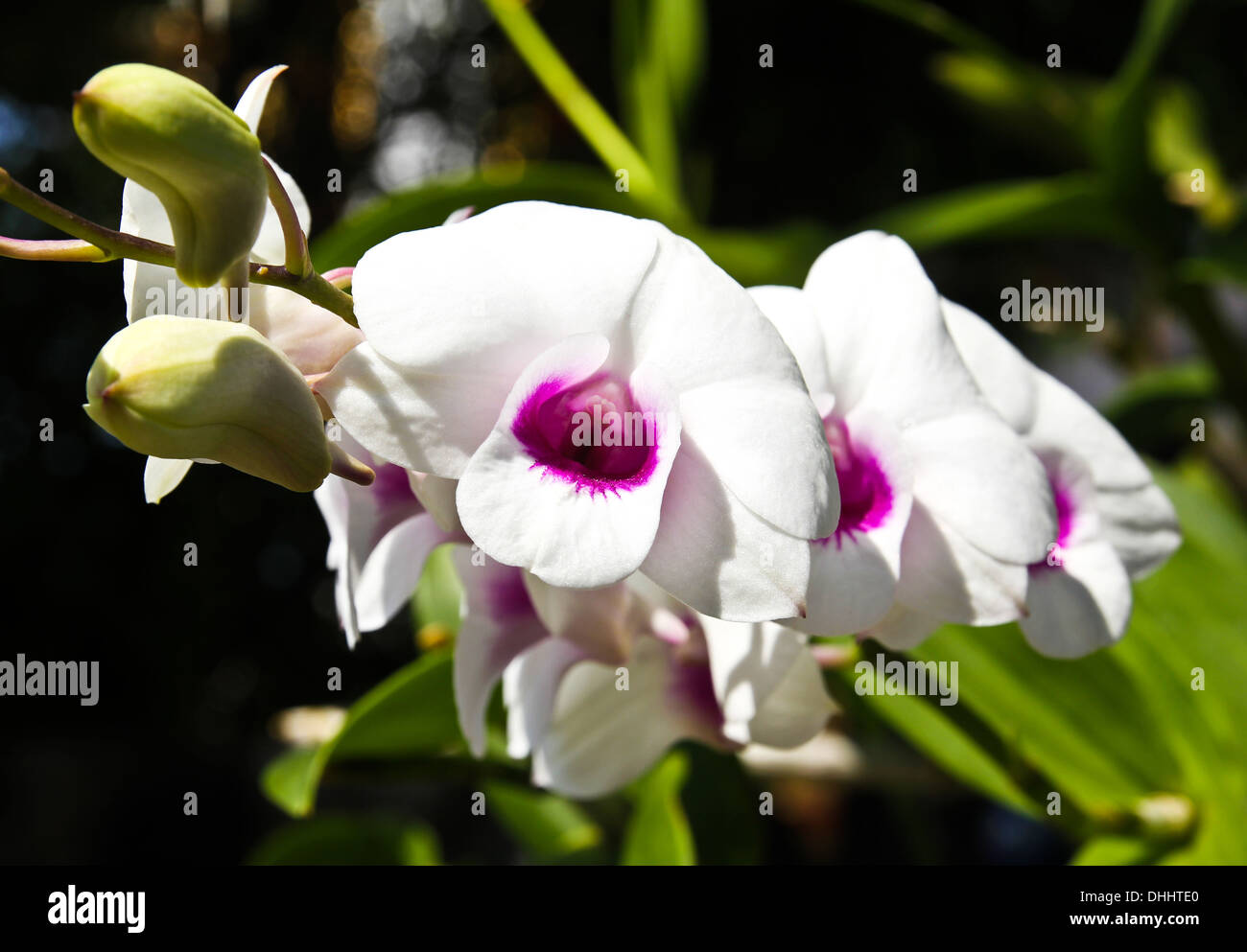 Most beautiful orchid hi-res stock photography and images - Alamy