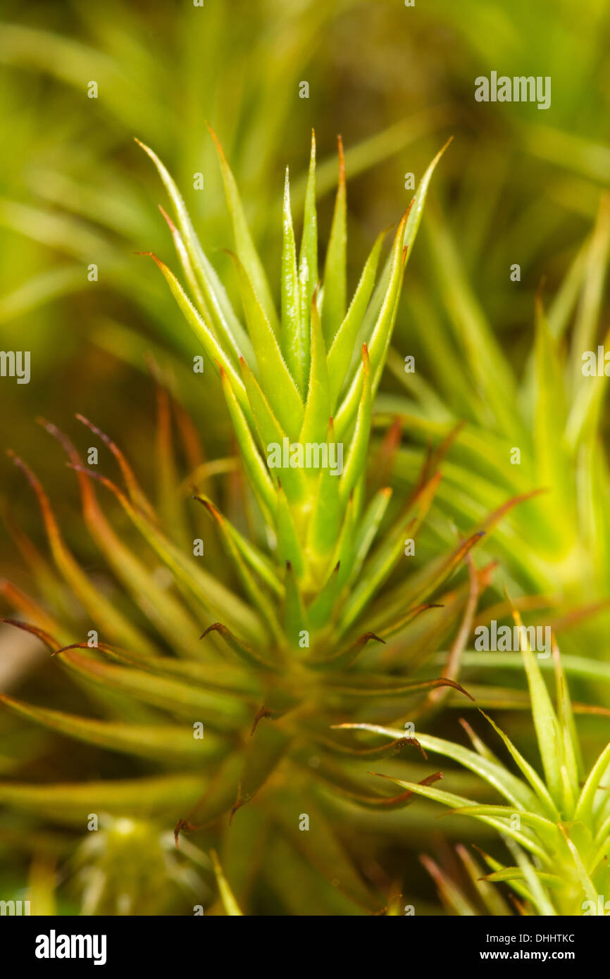 close-up of a single shoot of Polytrichum commune - Common Haircap moss ...
