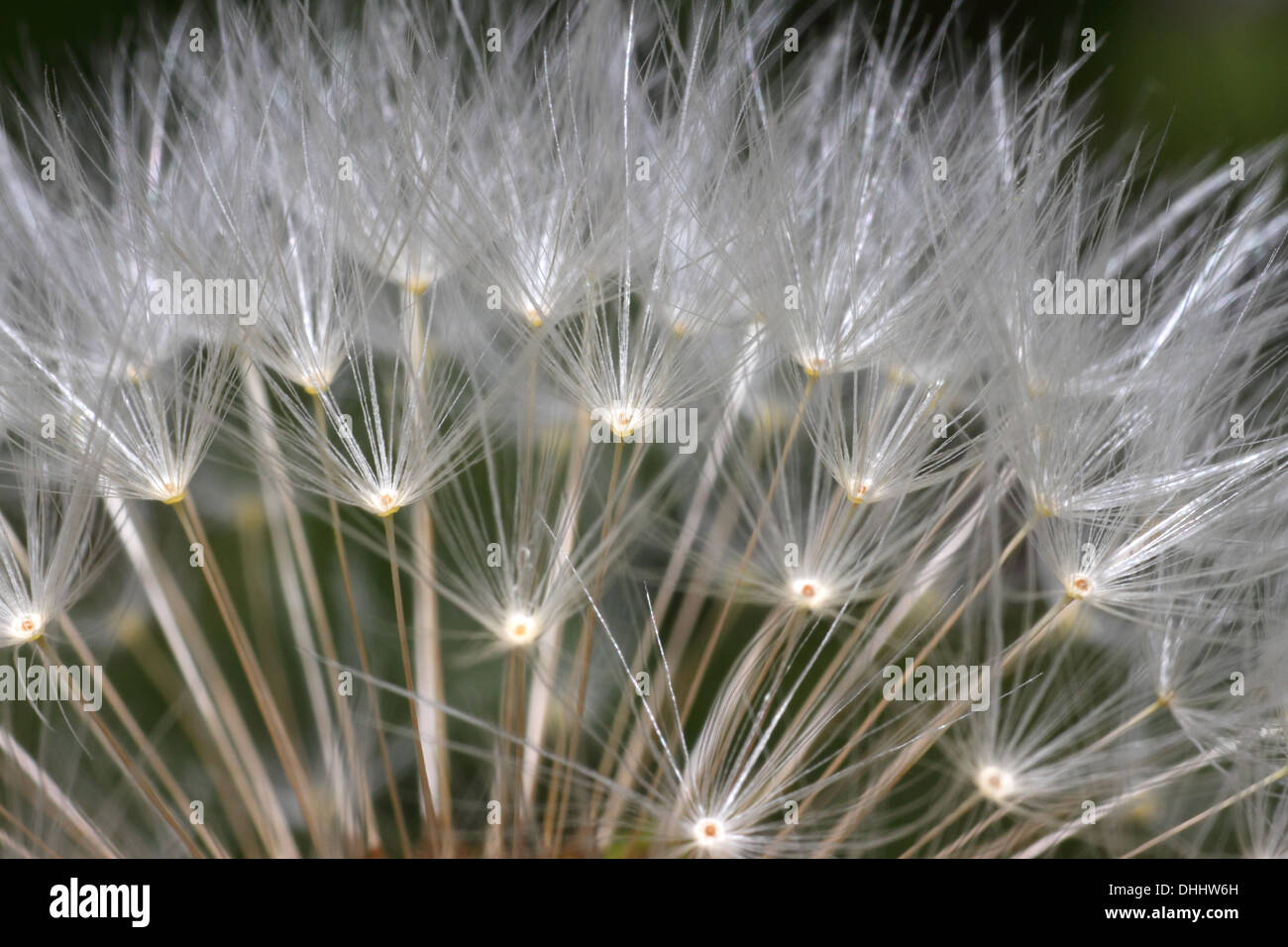 The dandelion seeds flying Stock Photo - Alamy