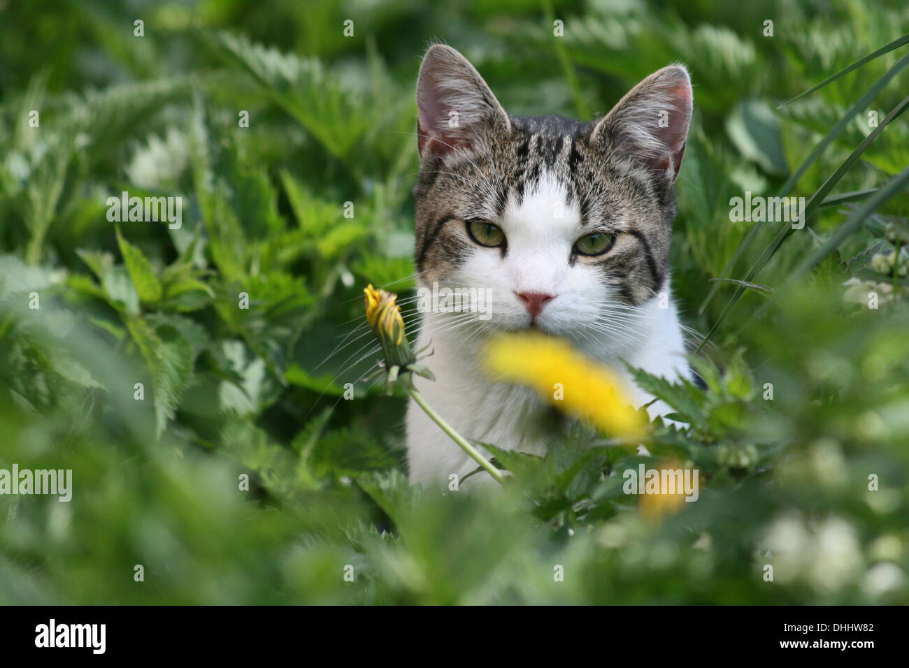Cat on a meadow Stock Photo - Alamy