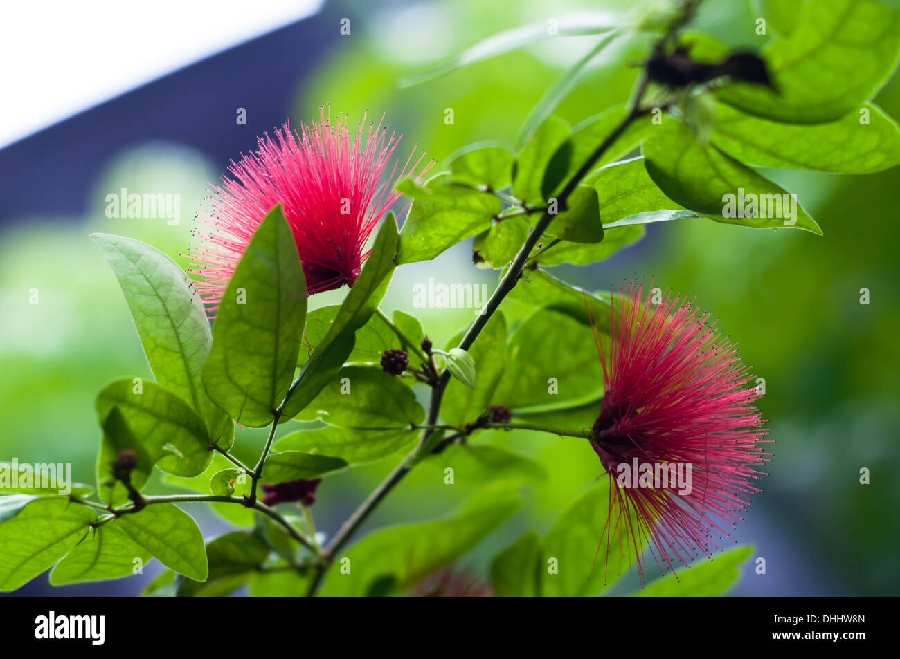 Photograph of red flower Stock Photo - Alamy