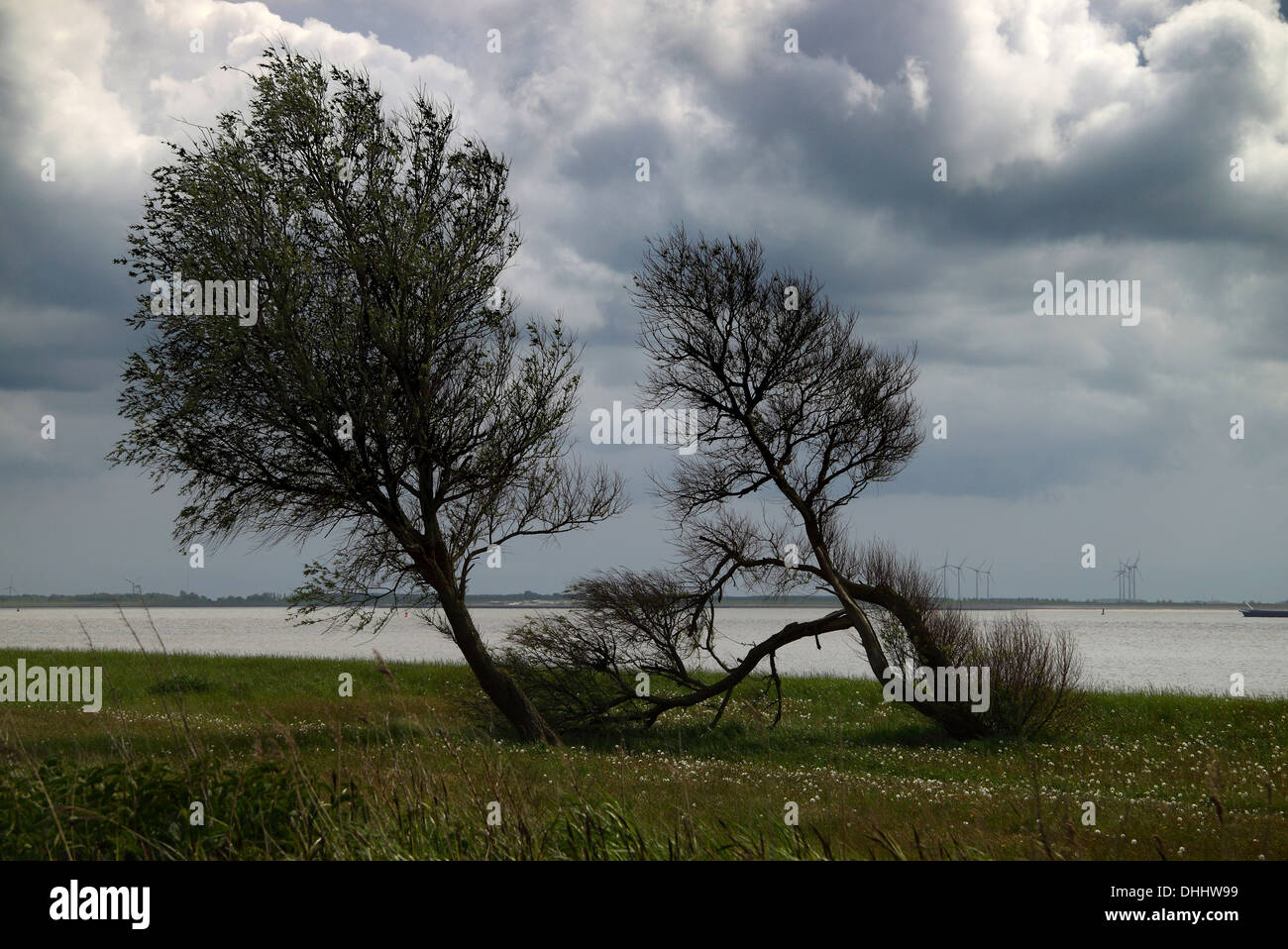 Trees in storm Stock Photo - Alamy