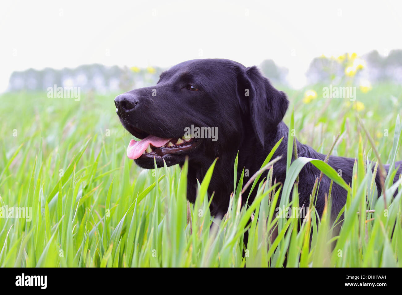 Labrador in the field Stock Photo - Alamy