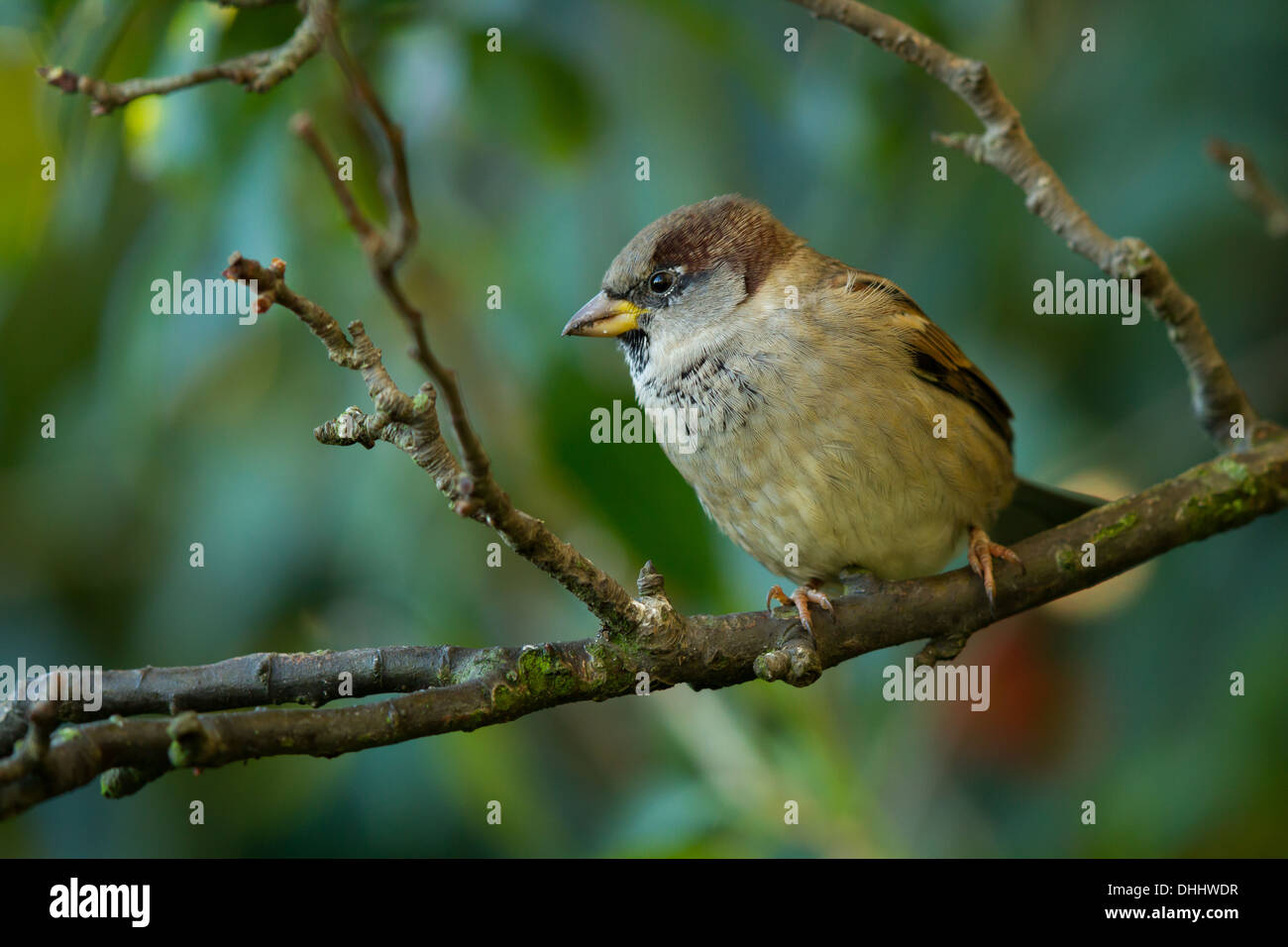 House sparrow passer domesticus on a branch hi-res stock photography ...