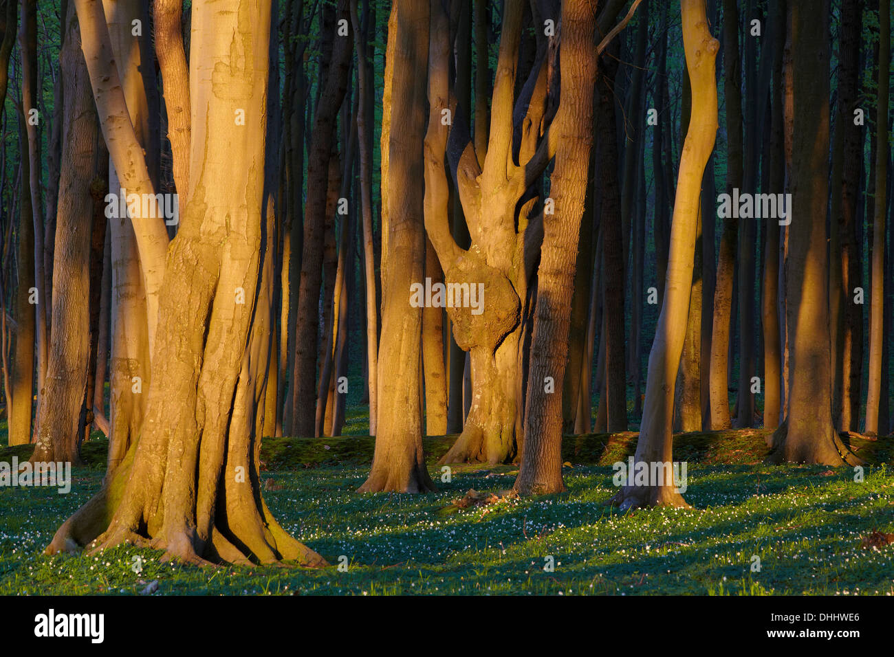 Beech grove, so-called ghost forest, at seaside resort Nienhagen ...