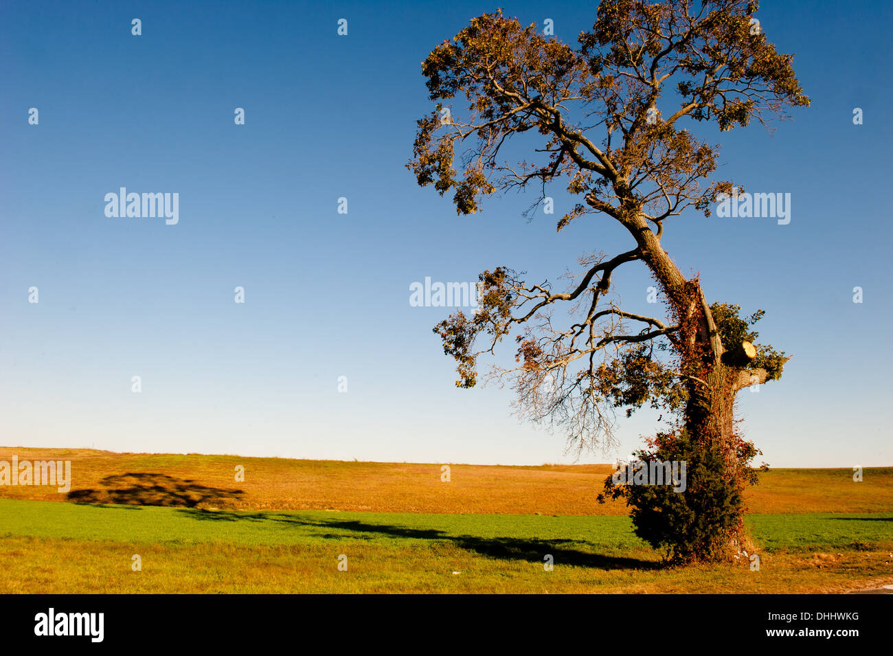 Iconic tree, Mill Lane, Mattituck, NY Stock Photo - Alamy