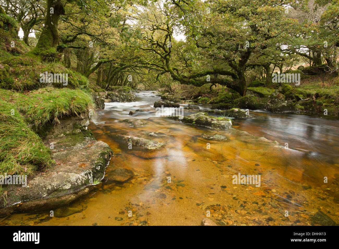 The river Plym flowing through the North wood at Dewerstone, Dartmoor ...