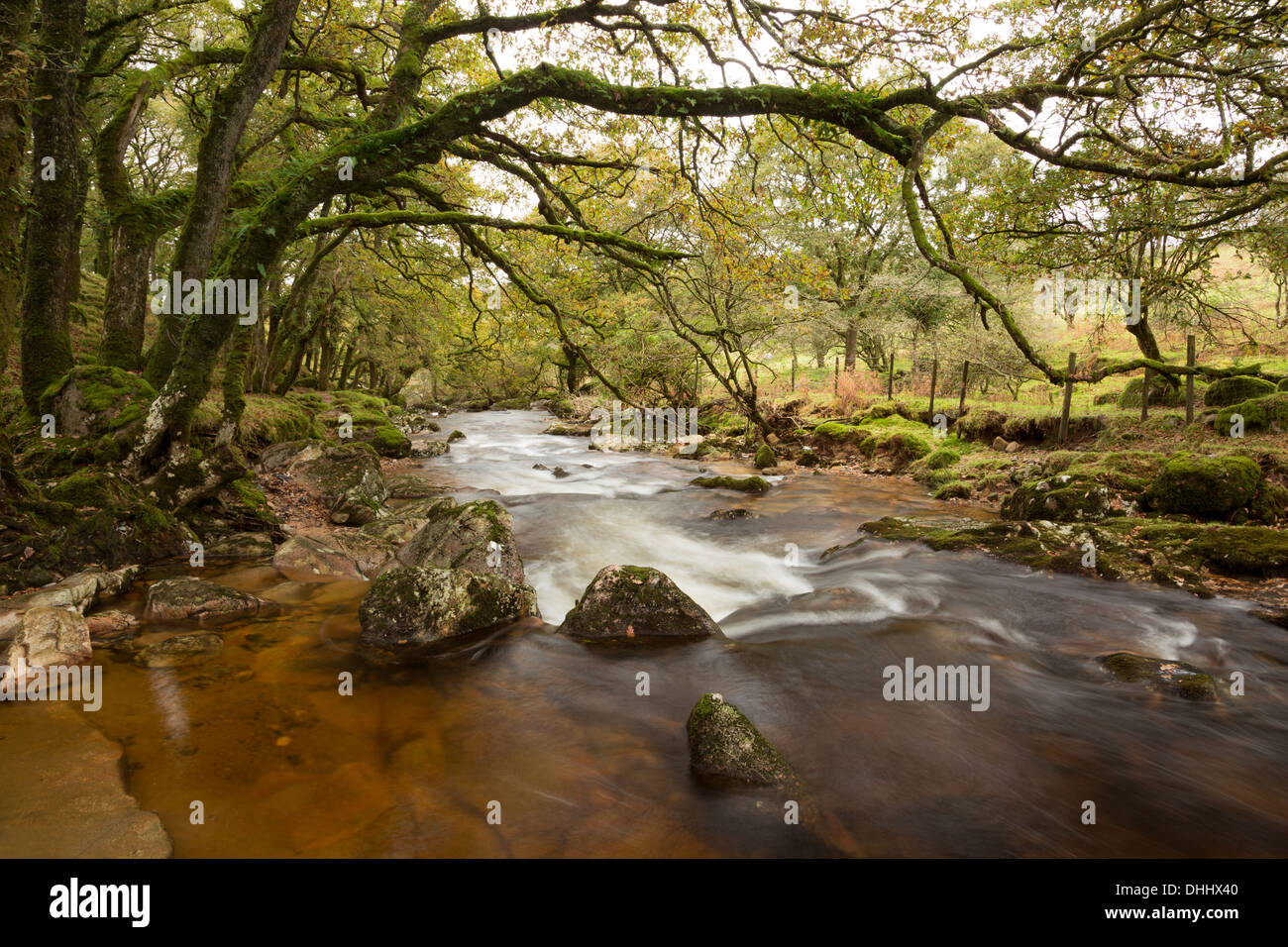 The river Plym flowing through the North wood at Dewerstone, Dartmoor ...