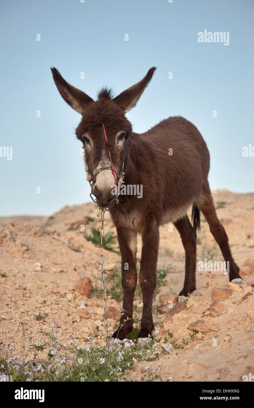 Dead mule hi-res stock photography and images - Alamy