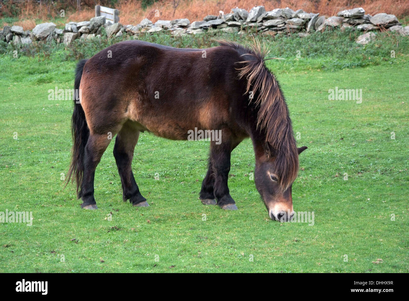 Pony in field hi-res stock photography and images - Alamy