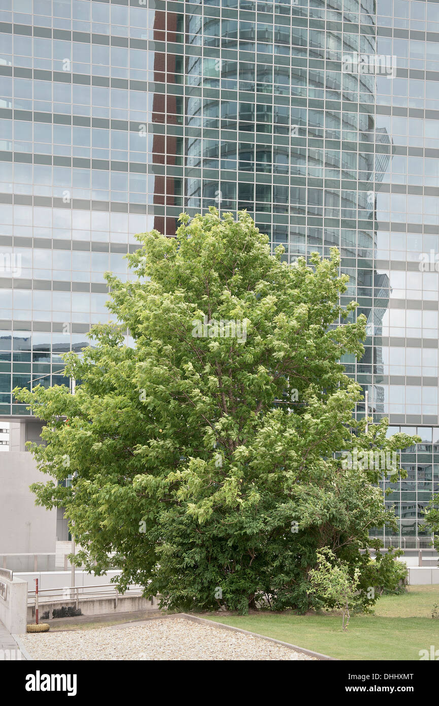 Reflecting high rise building with tree in the foreground, UNO-City ...