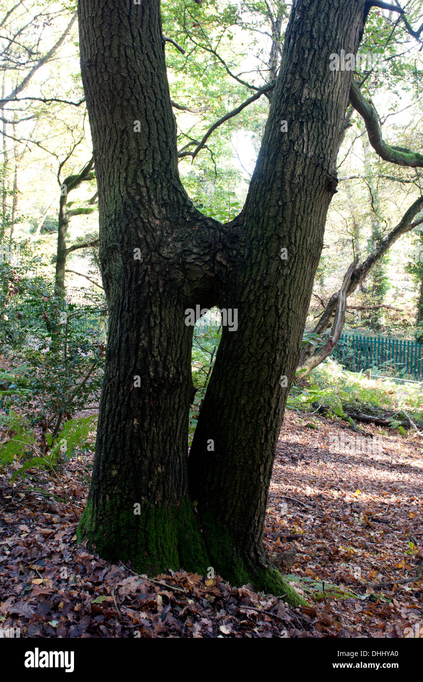 Two trees growing together hi-res stock photography and images - Alamy