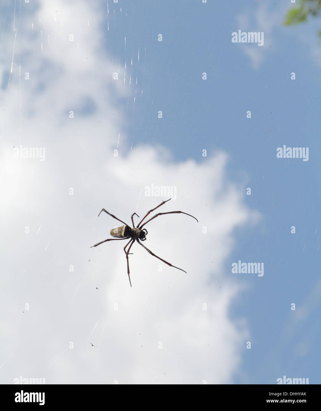 Predatory tropical spider Stock Photo - Alamy