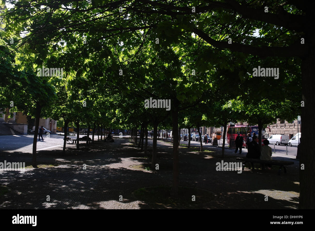 Tree many tall green leaves rising background view hi-res stock ...