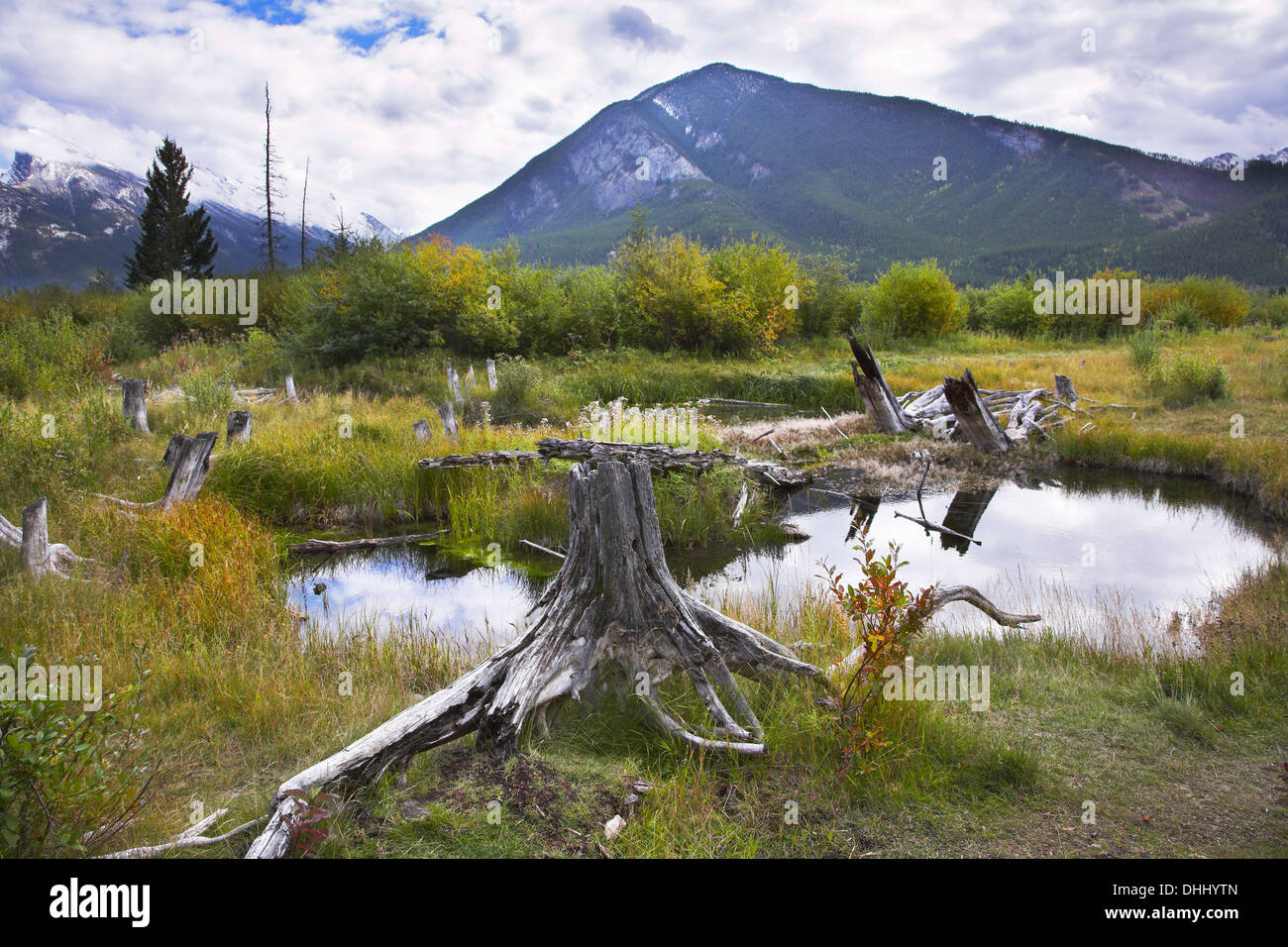 Bog and snags Stock Photo - Alamy