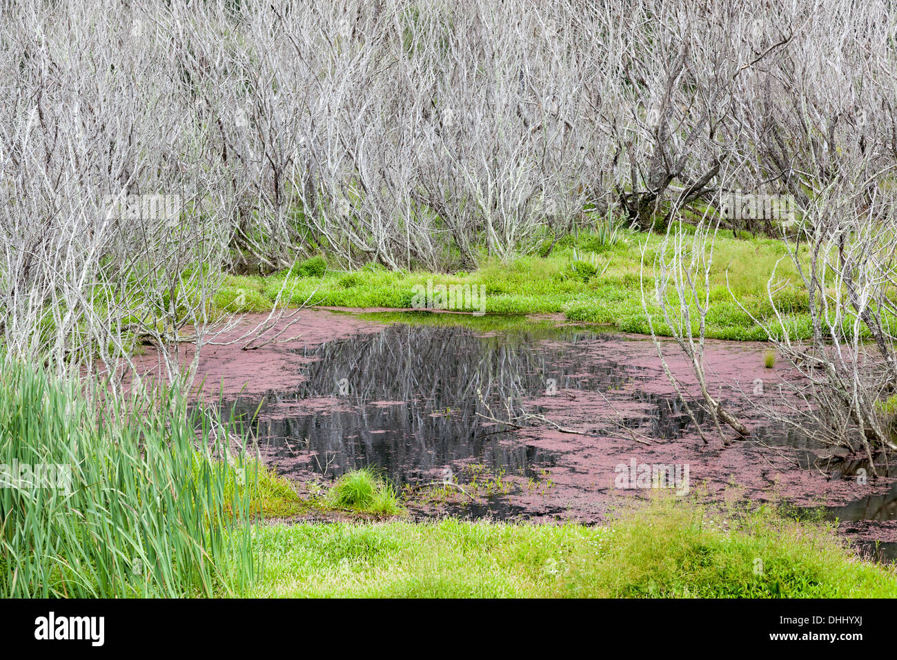 Red Algae and dead trees Para Wetlands Stock Photo - Alamy