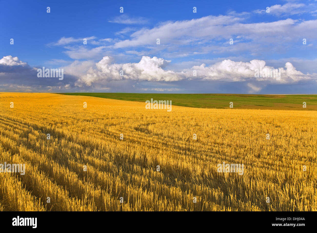 Huge field after harvesting Stock Photo - Alamy
