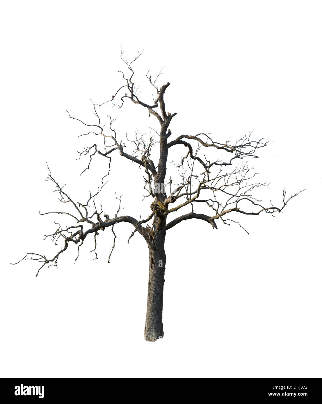 Old tree with branches cut out and isolated against white background ...