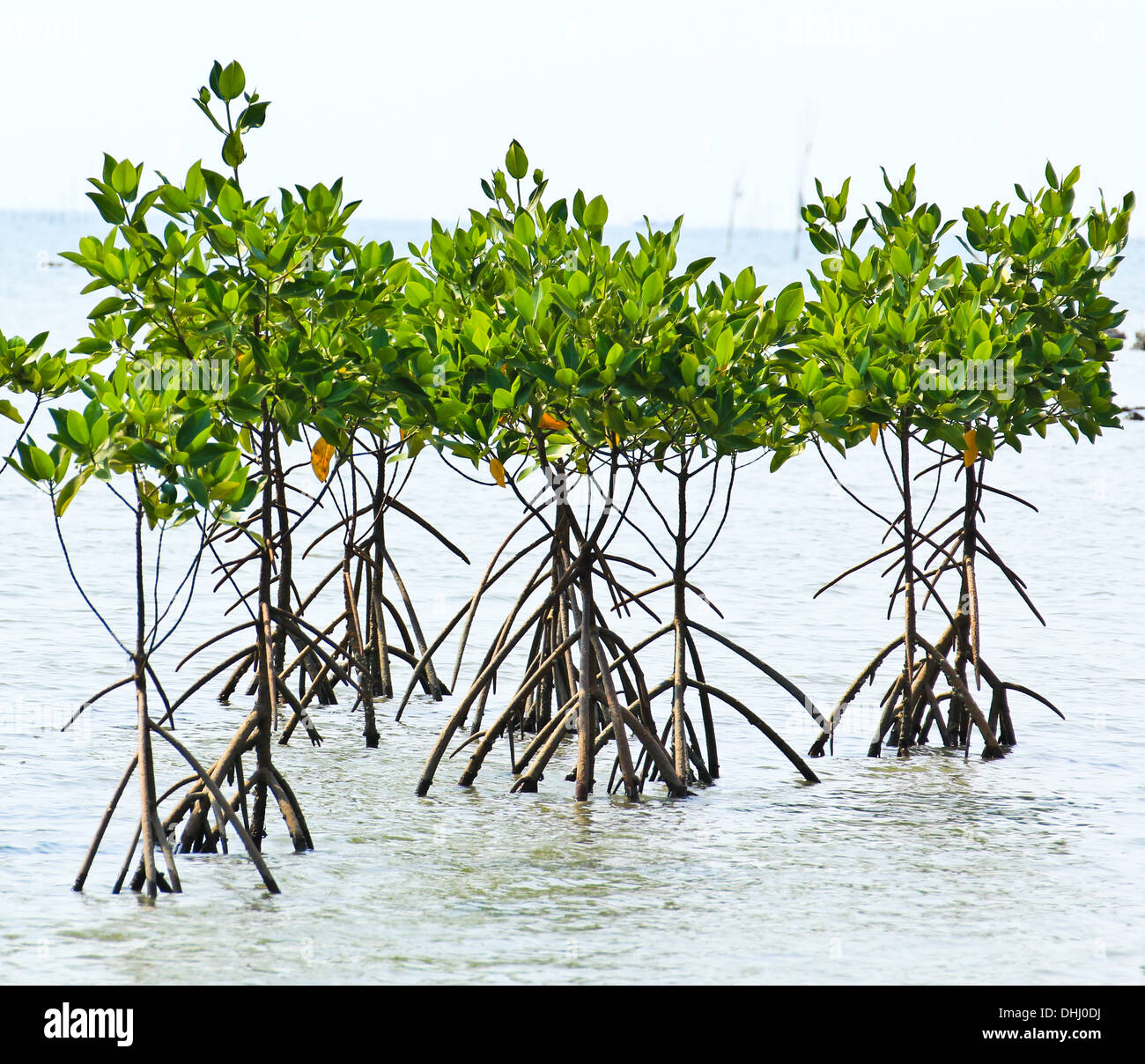 Mangrove plant hi-res stock photography and images - Alamy