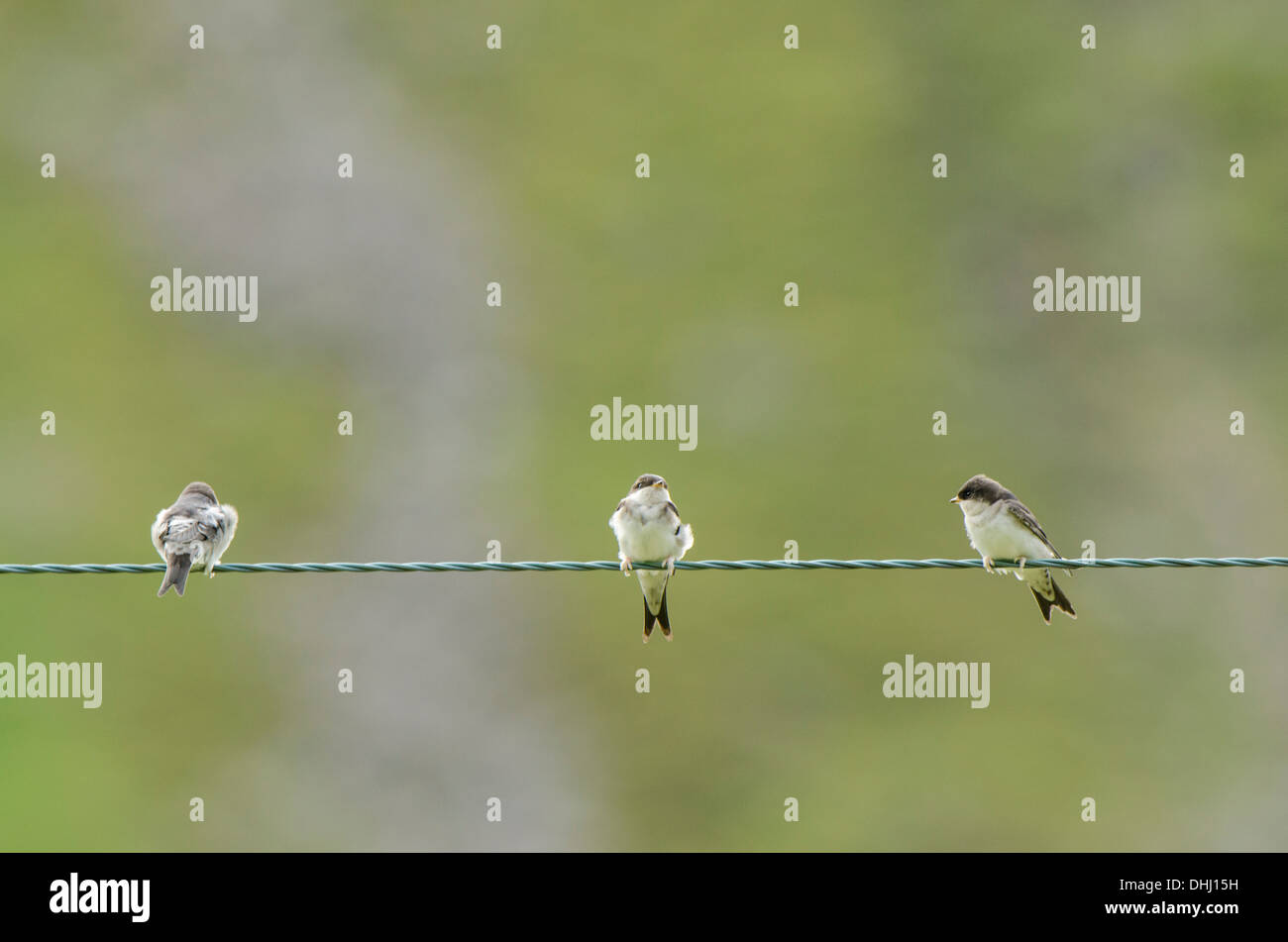 Strung out hi-res stock photography and images - Alamy