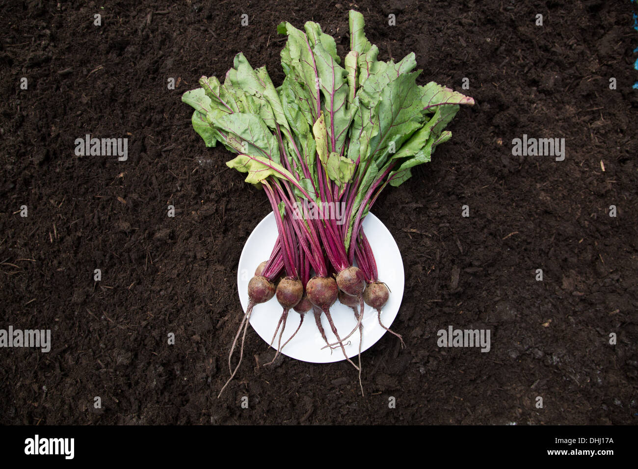 Vegetable bunch beetroot hi-res stock photography and images - Alamy