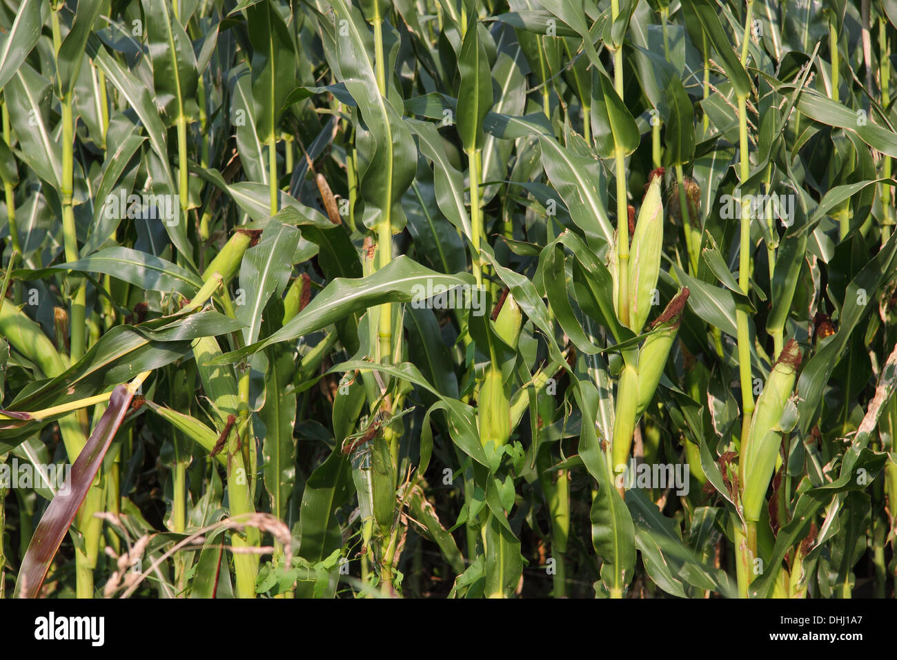 Corn cobs stand hi-res stock photography and images - Alamy