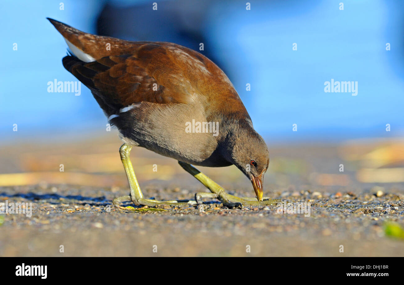 Female Moorhen
