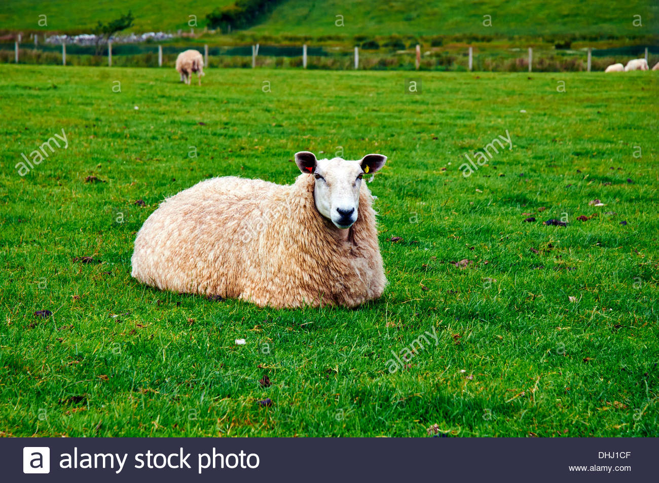 Woolly Sheep High Resolution Stock Photography and Images - Alamy