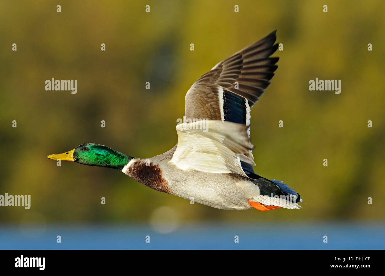 Mallard Flying High Resolution Stock Photography and Images - Alamy