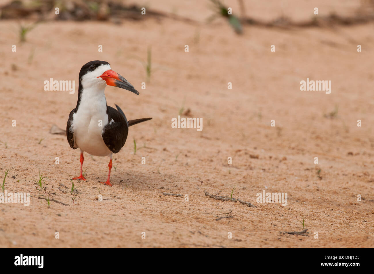 Black skimmer on a beach in the Pantanal Stock Photo - Alamy