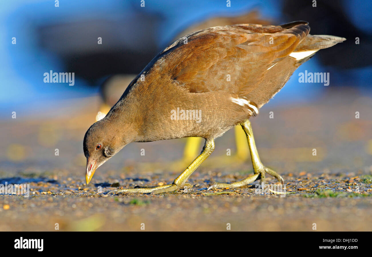Female Moorhen