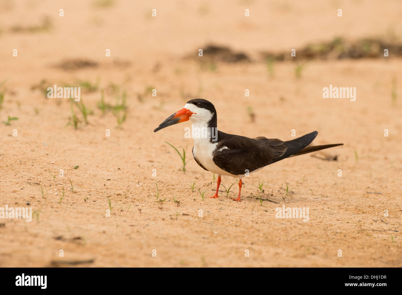 Black skimmer on a beach in the Pantanal Stock Photo - Alamy