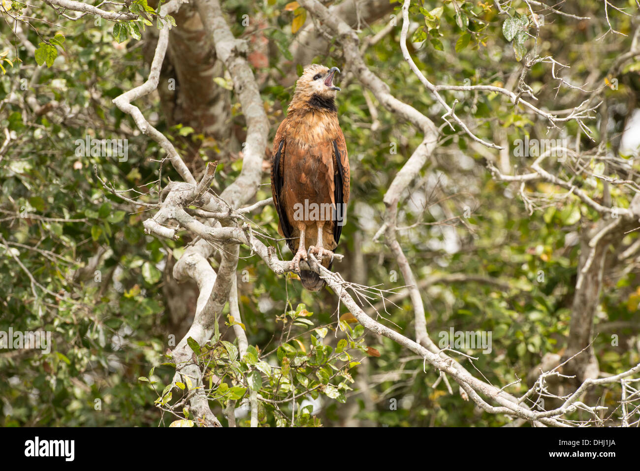 Black Collared Hawk Stock Photos & Black Collared Hawk Stock Images - Alamy