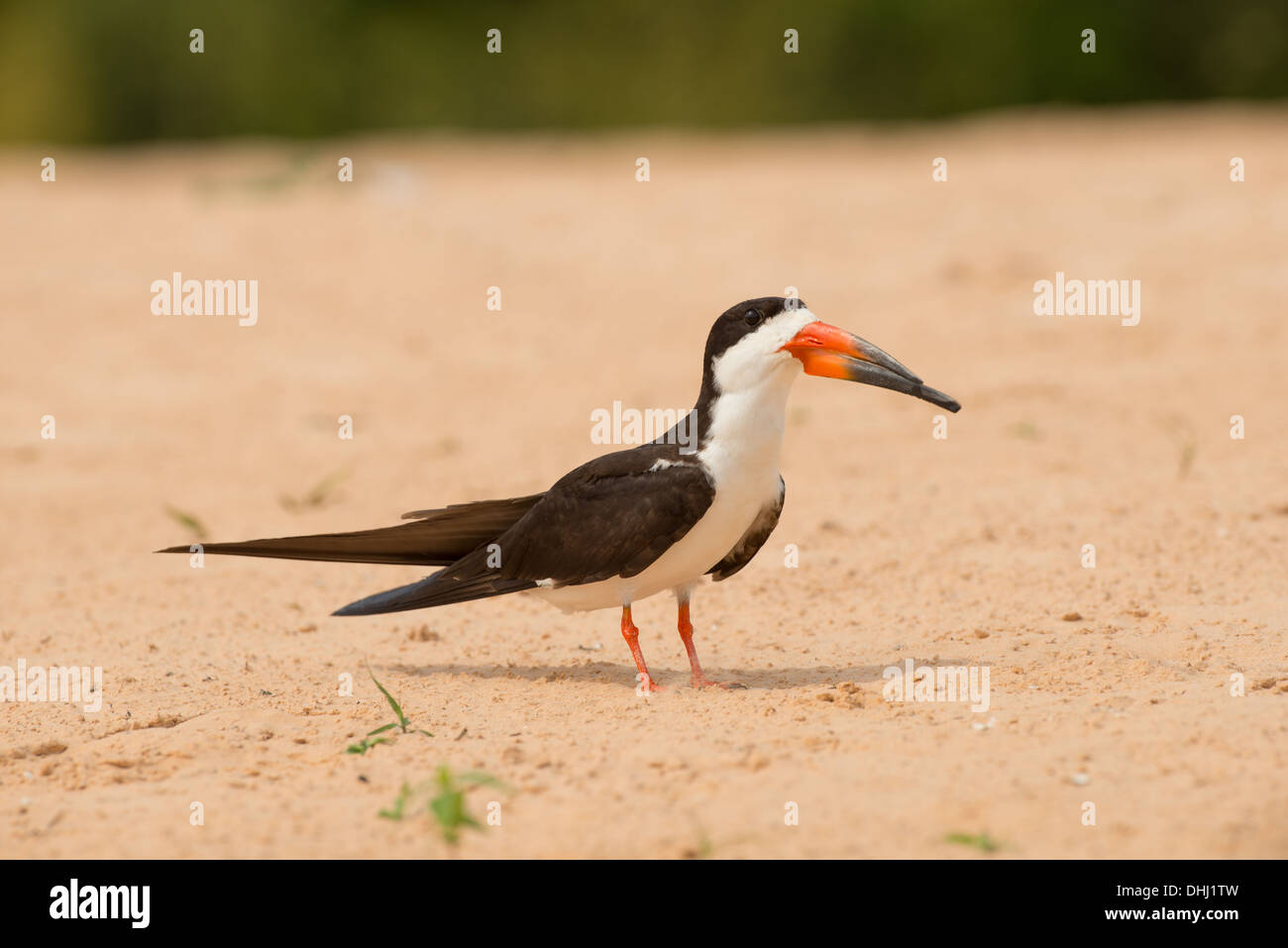 Black skimmer on a beach in the Pantanal Stock Photo - Alamy
