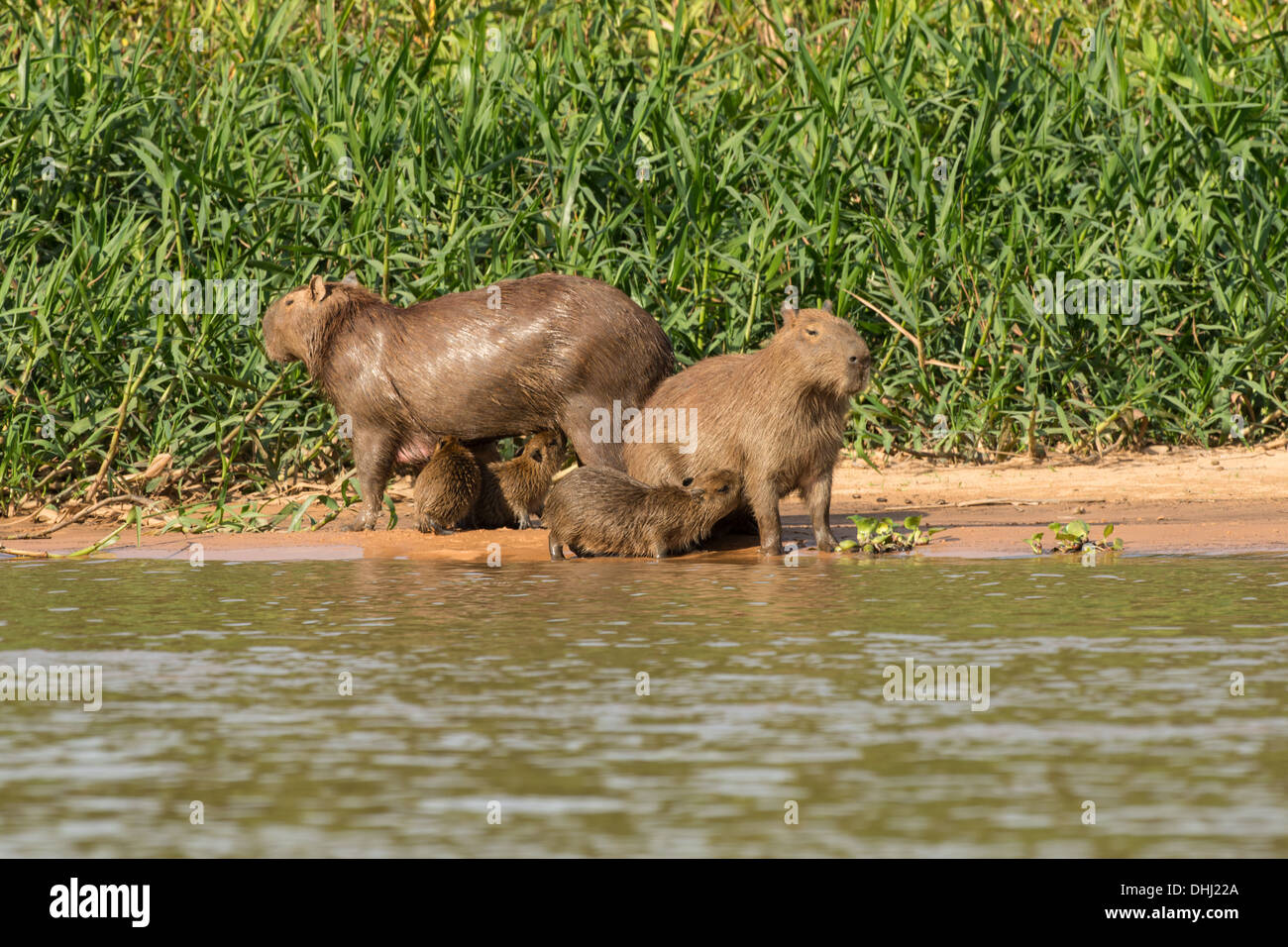 Cute capybara hi-res stock photography and images - Alamy