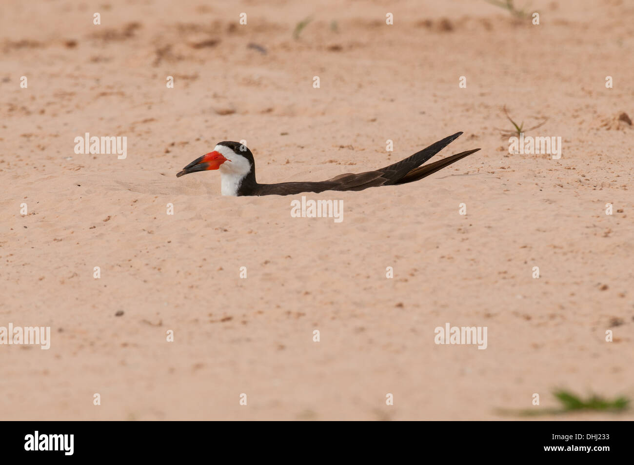 Black skimmer on a beach in the Pantanal Stock Photo - Alamy